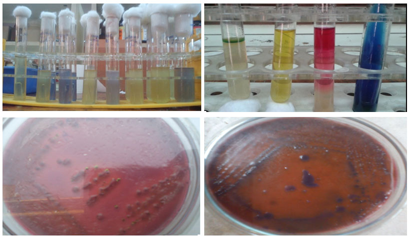 SIES | Indian Institute of Enviroment Management